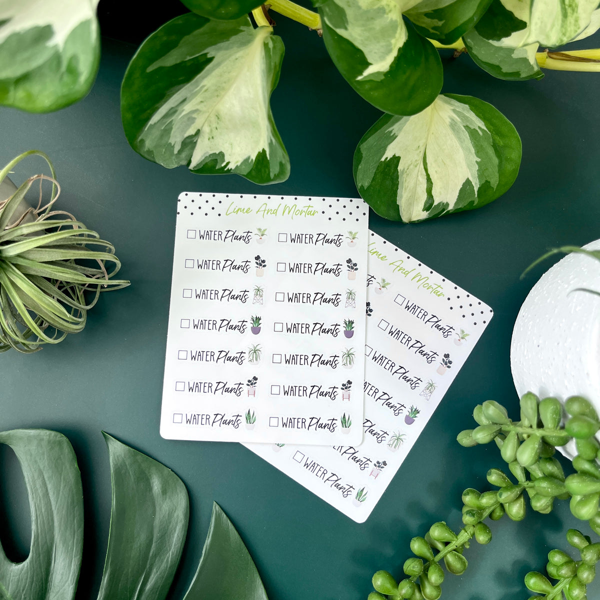 Water Plants Stickers – Lime And Mortar